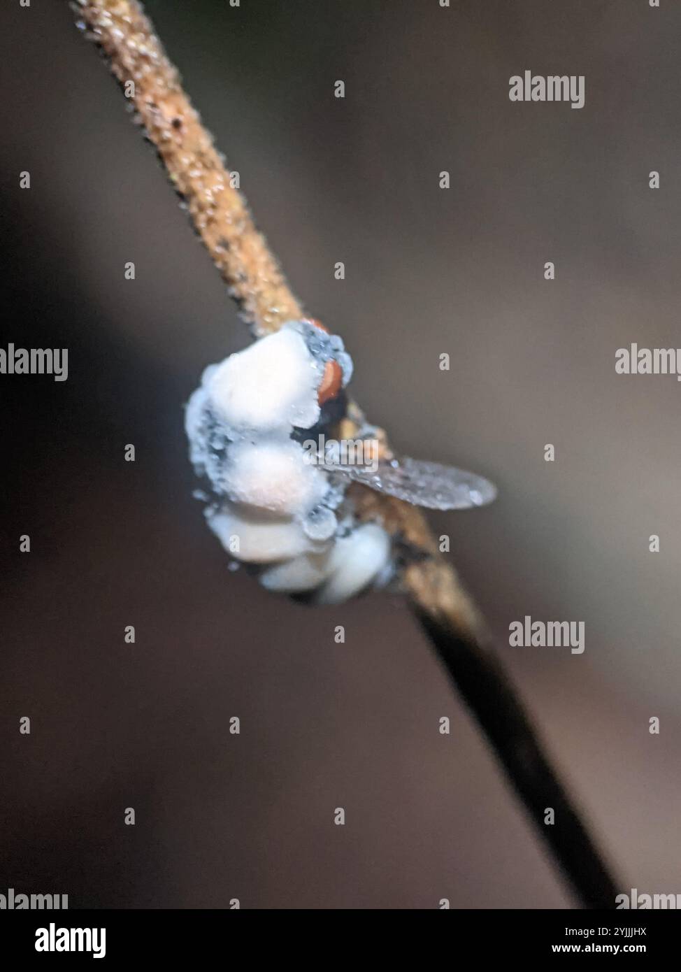 Fly Death Fungi (Entomophthora muscae Stock Photo - Alamy