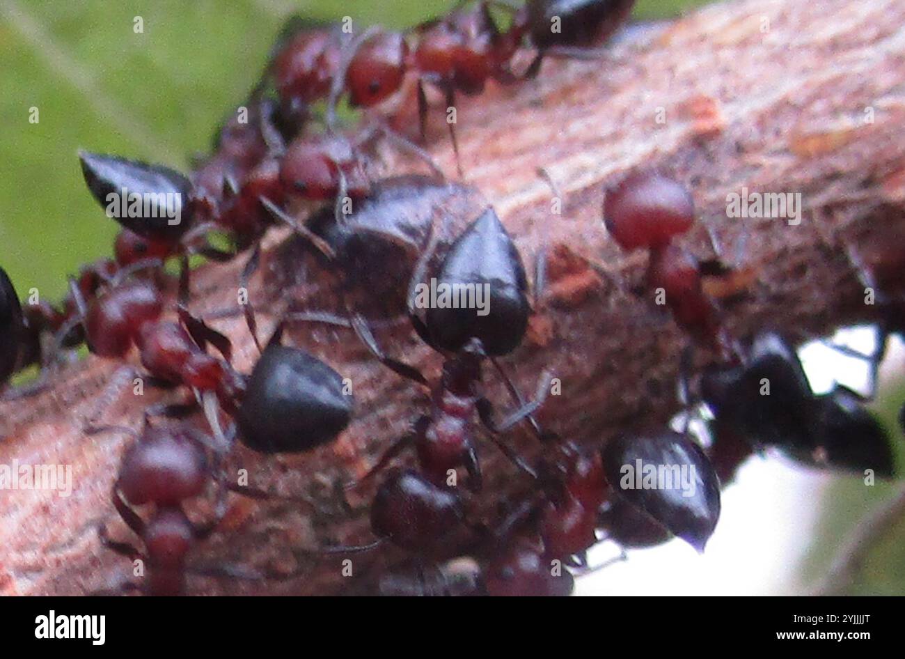 Acrobat Ants and Cocktail Ants (Crematogaster Stock Photo - Alamy