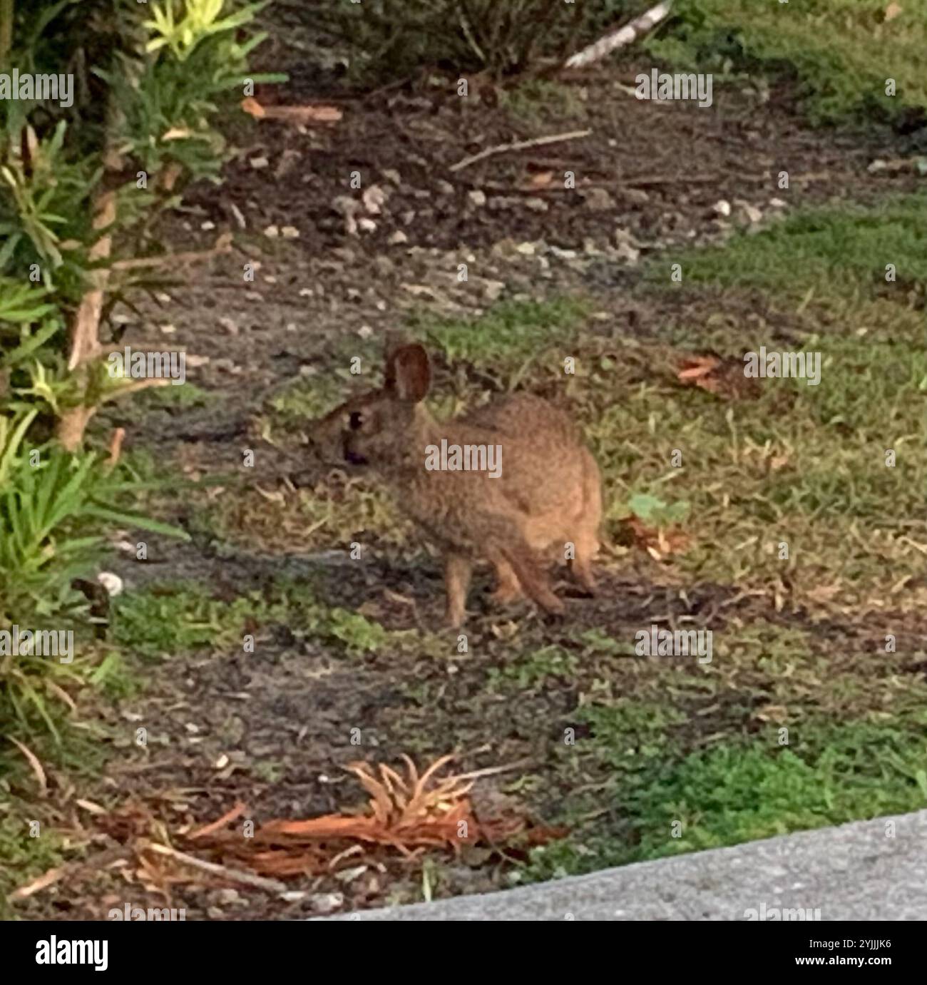 Sylvilagus palustris hi-res stock photography and images - Alamy