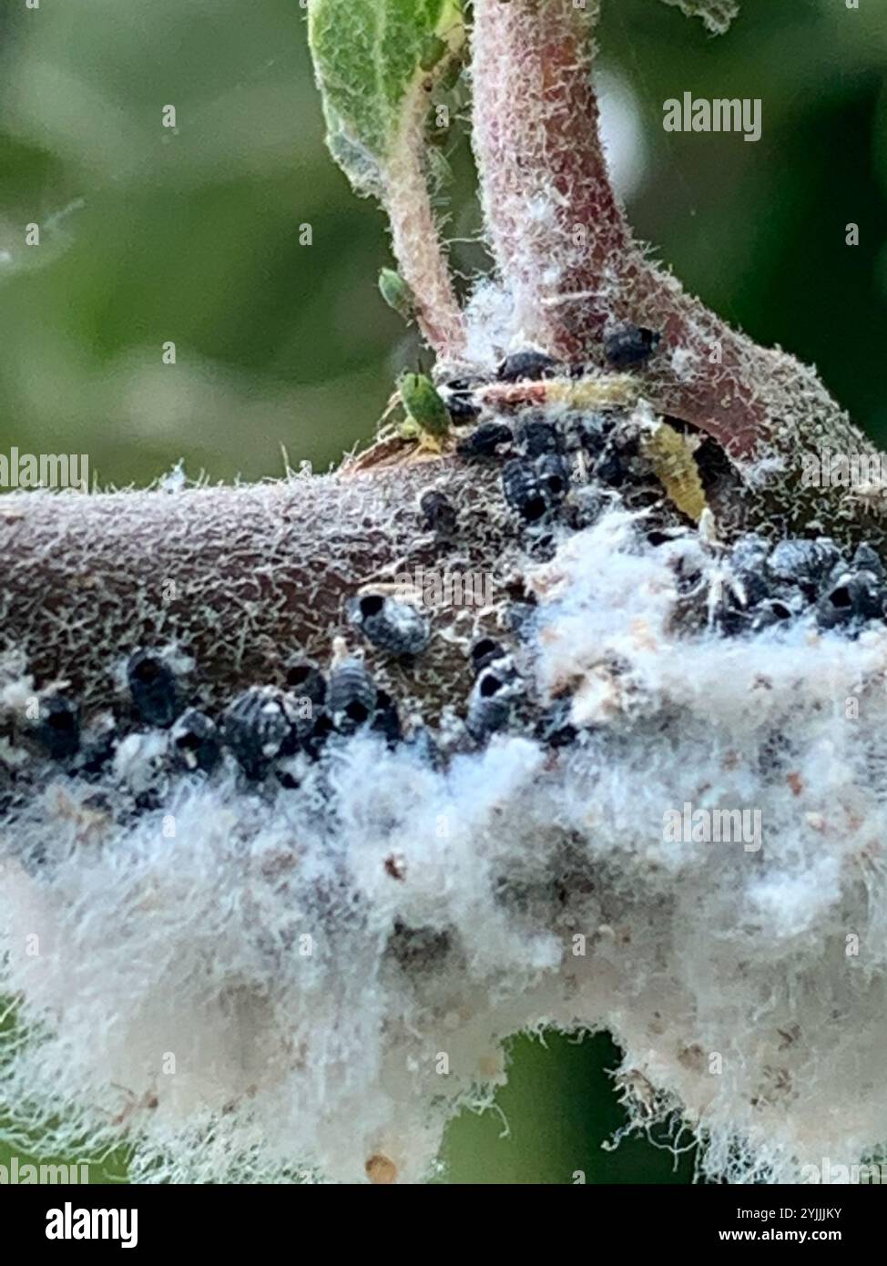 Woolly Aphids and Gall-making Aphids (Eriosomatinae Stock Photo - Alamy