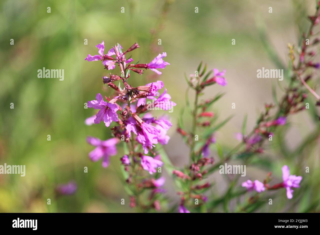 Wanded Loosestrife (Lythrum virgatum Stock Photo - Alamy