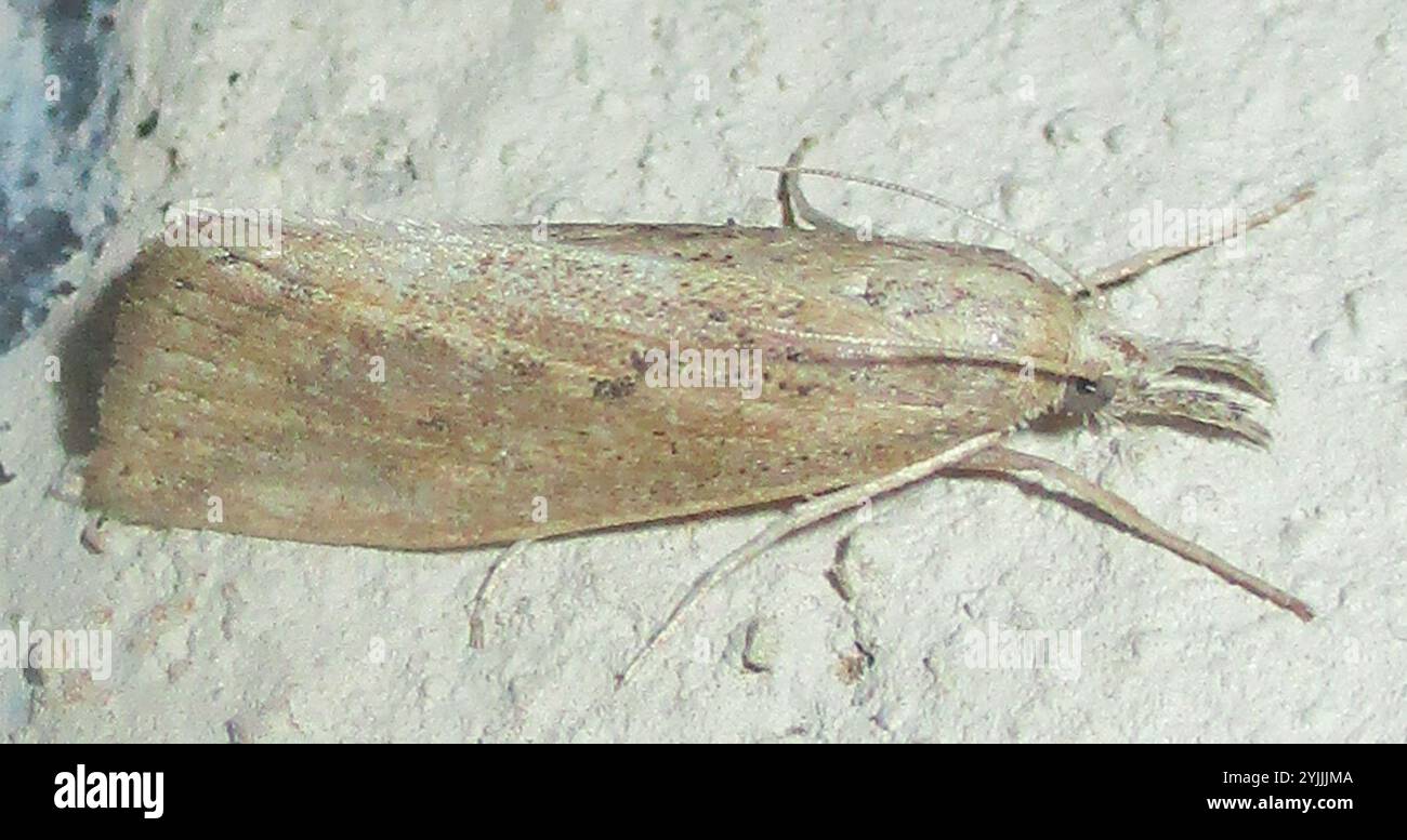 Sorghum Stem Borer (Chilo partellus Stock Photo - Alamy