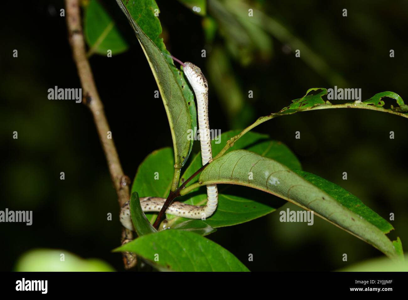 Common Cat Snake (Boiga trigonata Stock Photo - Alamy