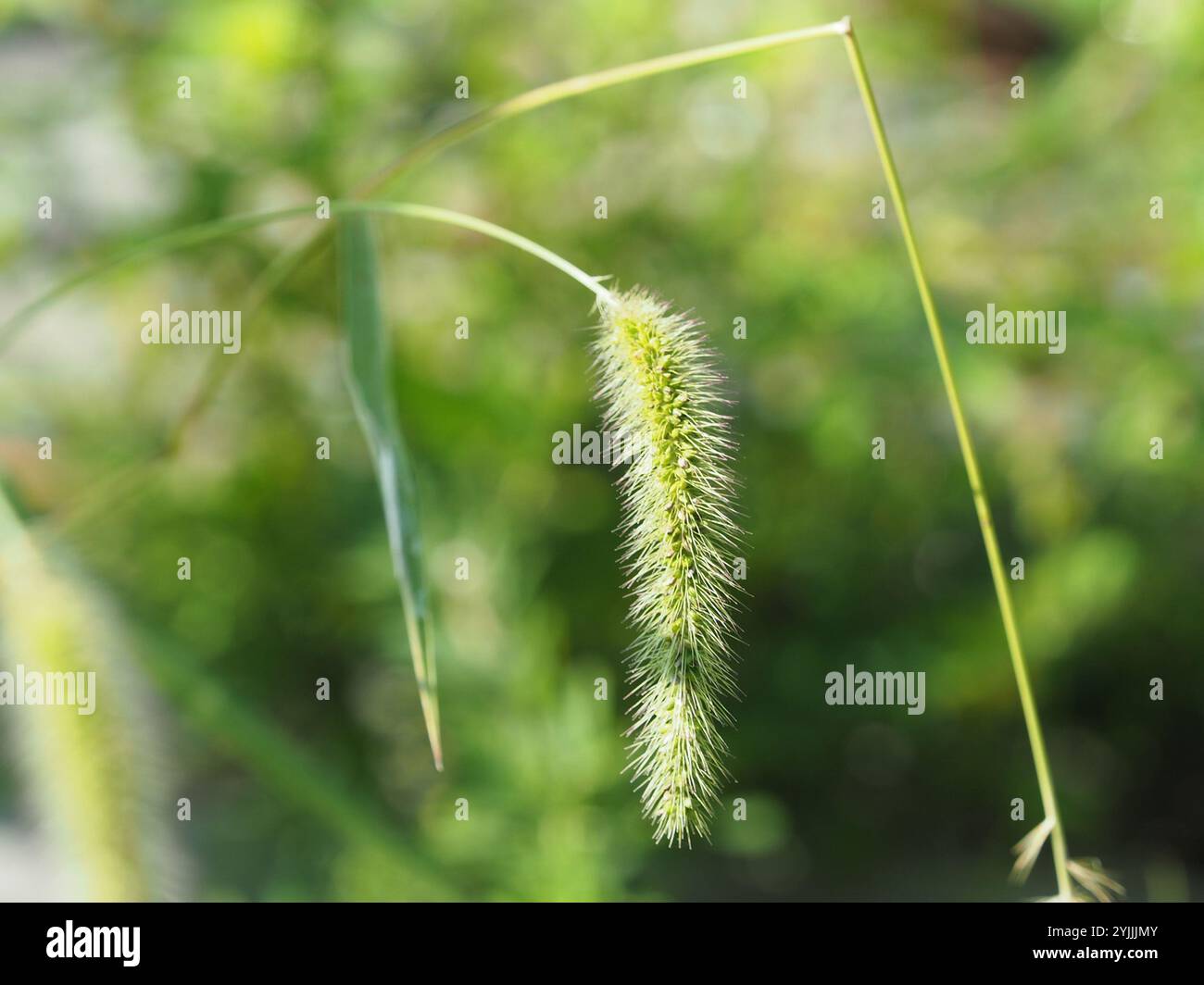 giant foxtail (Setaria faberi Stock Photo - Alamy