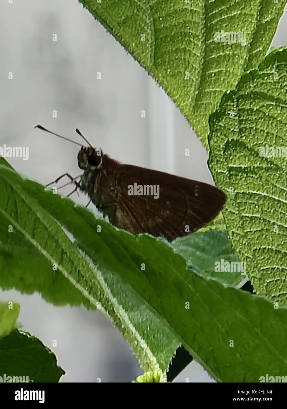 Three-spotted Skipper (Cymaenes tripunctus Stock Photo - Alamy
