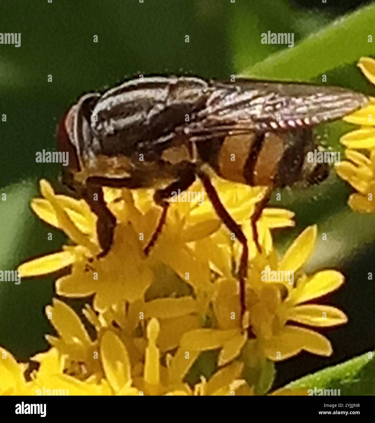 Stomorhina lunata hi-res stock photography and images - Alamy