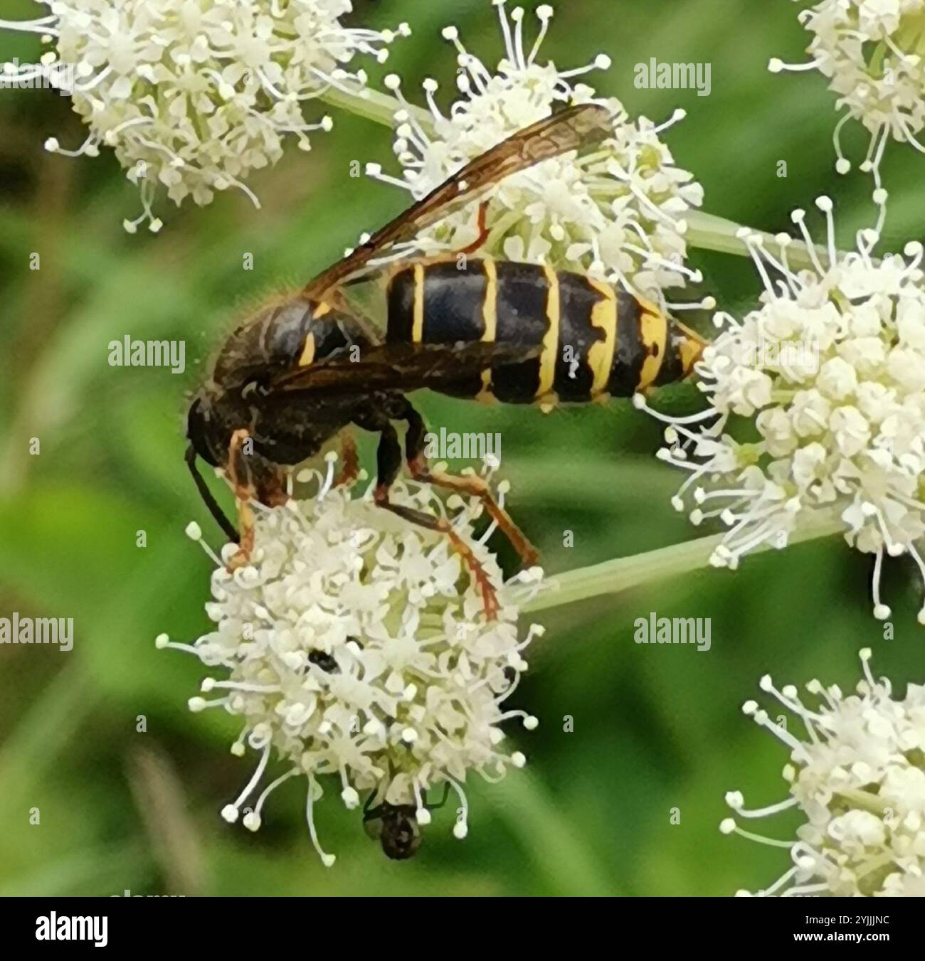 Median Wasp (Dolichovespula media Stock Photo - Alamy