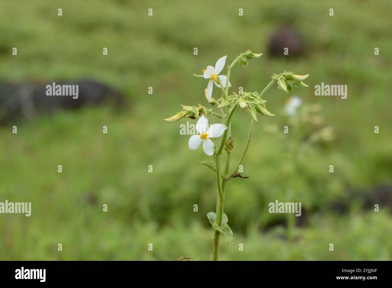 Bicolor Persian violet (Exacum tetragonum Stock Photo - Alamy