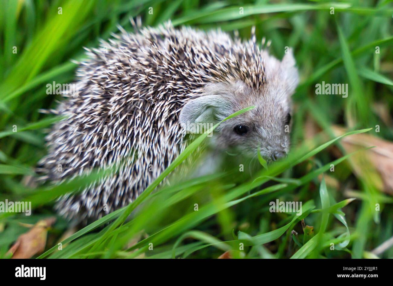Portrait of a wild little eared hedgehog hiding in the grass, close-up ...
