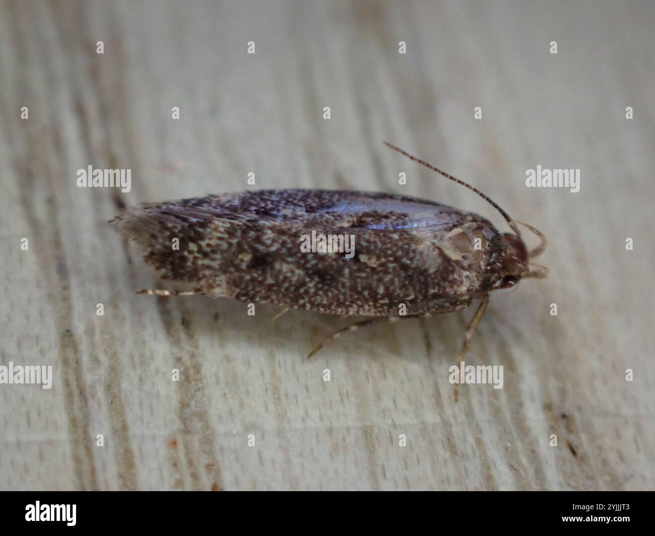 Dark Groundling (Bryotropha affinis Stock Photo - Alamy