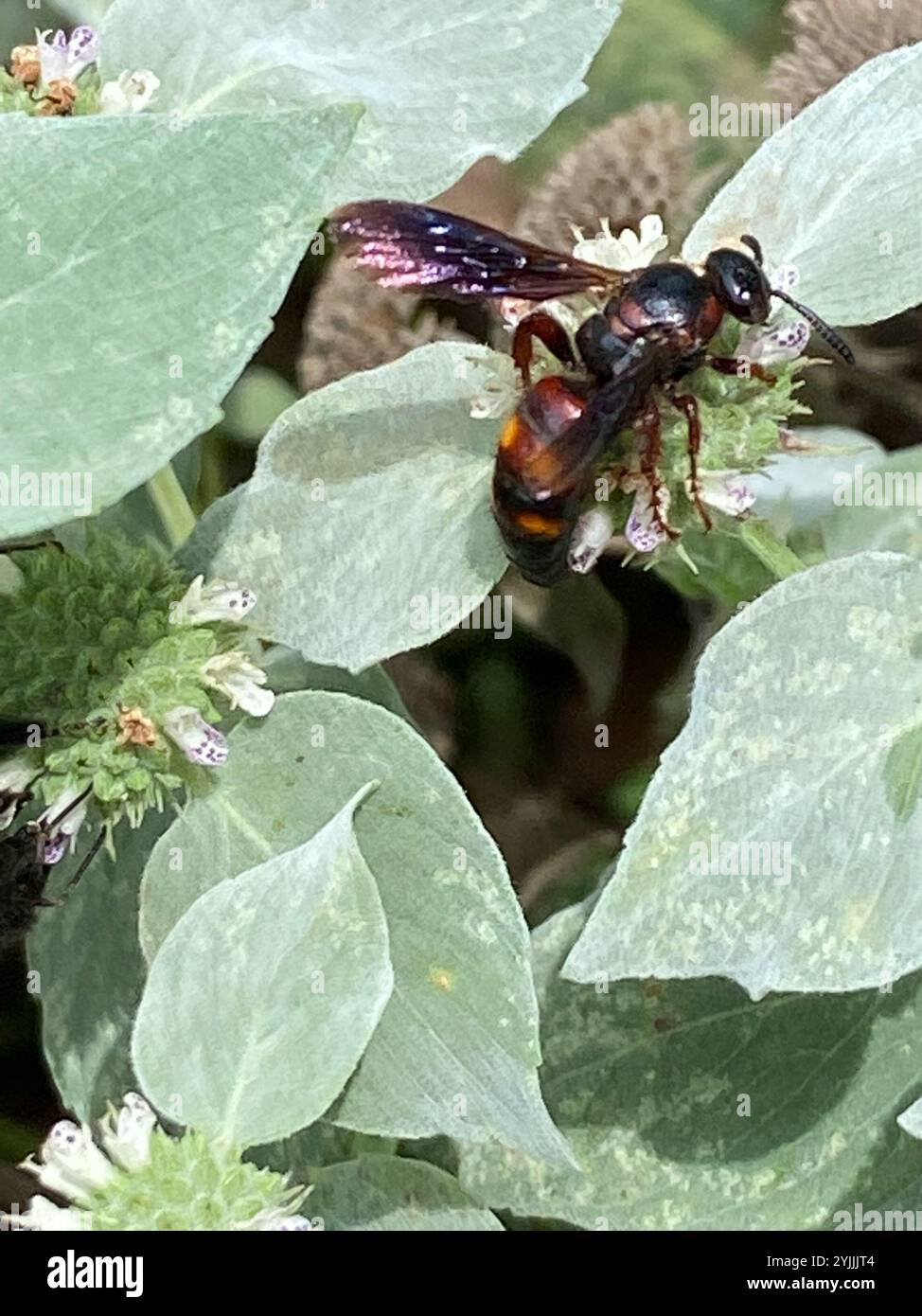 Noble scoliid wasp hi-res stock photography and images - Alamy