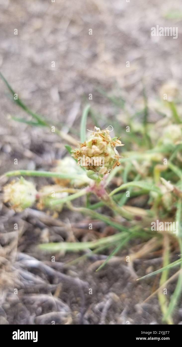 Plantago arenaria hi-res stock photography and images - Alamy