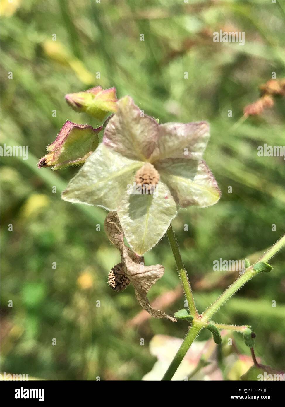 White Four o'Clock (Mirabilis albida Stock Photo - Alamy