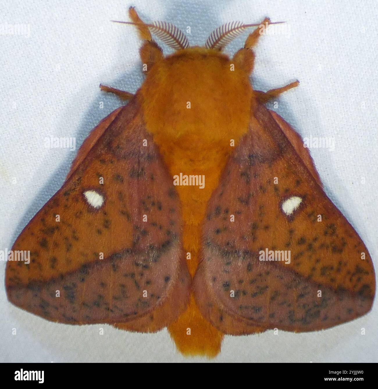 Spiny oakworm moth hi-res stock photography and images - Alamy