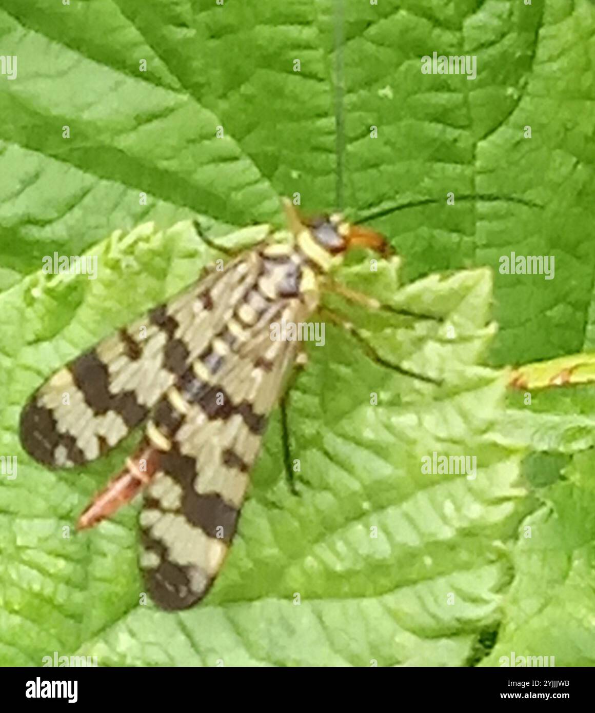 Meadow Scorpionfly (Panorpa vulgaris Stock Photo - Alamy