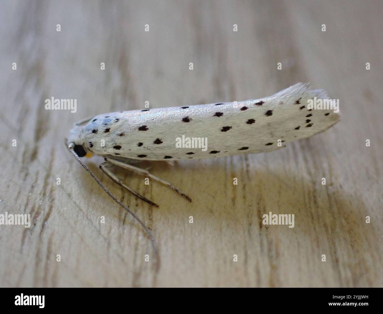 Small Ermine Moths (Yponomeuta Stock Photo - Alamy