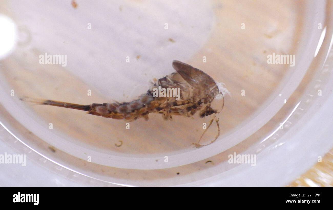 Slate Drakes (Isonychia Stock Photo - Alamy