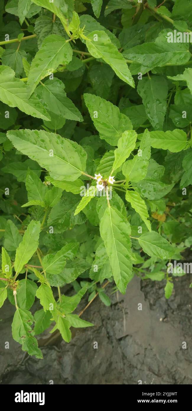chocolateweed (Melochia corchorifolia Stock Photo - Alamy
