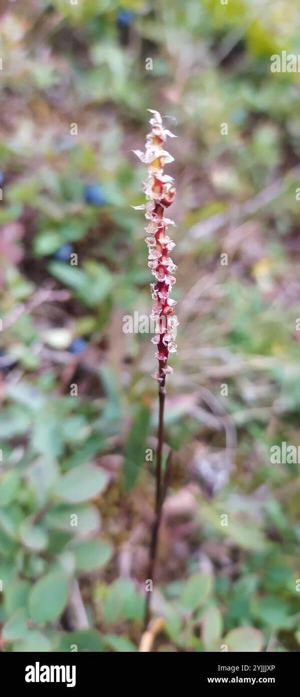 alpine bistort (Bistorta vivipara Stock Photo - Alamy