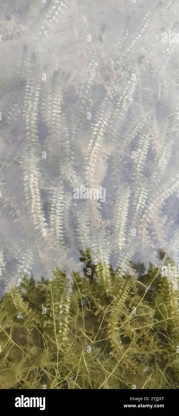 Canadian Waterweed (Elodea canadensis Stock Photo - Alamy