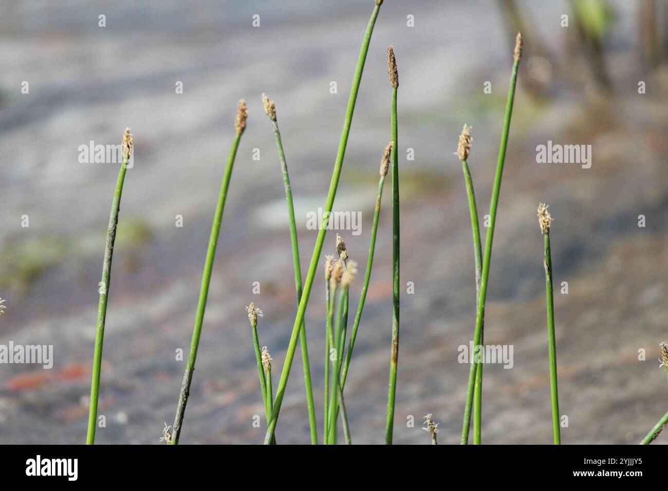 common spikerush (Eleocharis palustris Stock Photo - Alamy