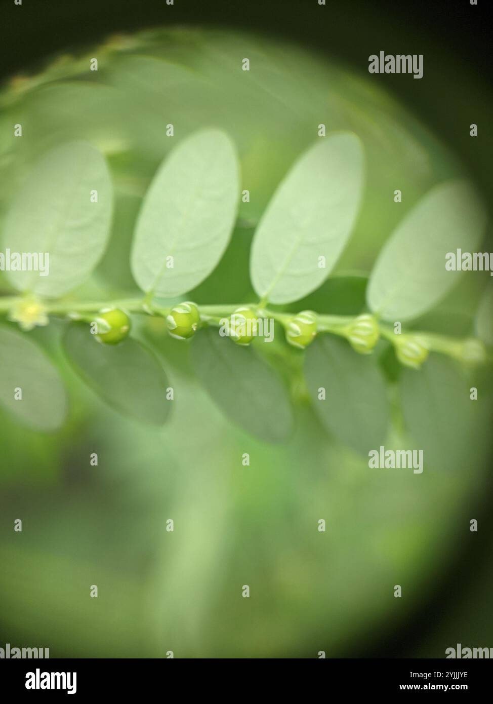 Chamberbitter (Phyllanthus urinaria Stock Photo - Alamy