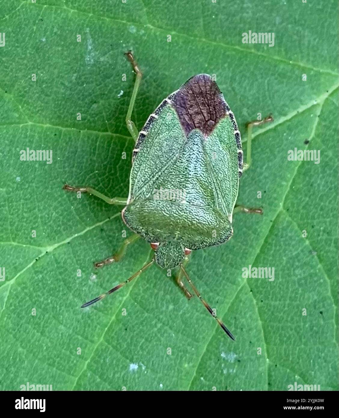 Green Shield Bug (Palomena prasina Stock Photo - Alamy