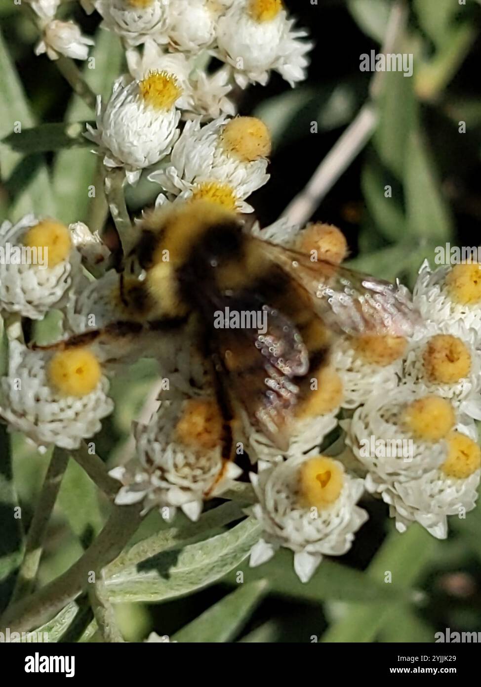 Western Bumble Bee (Bombus occidentalis Stock Photo - Alamy