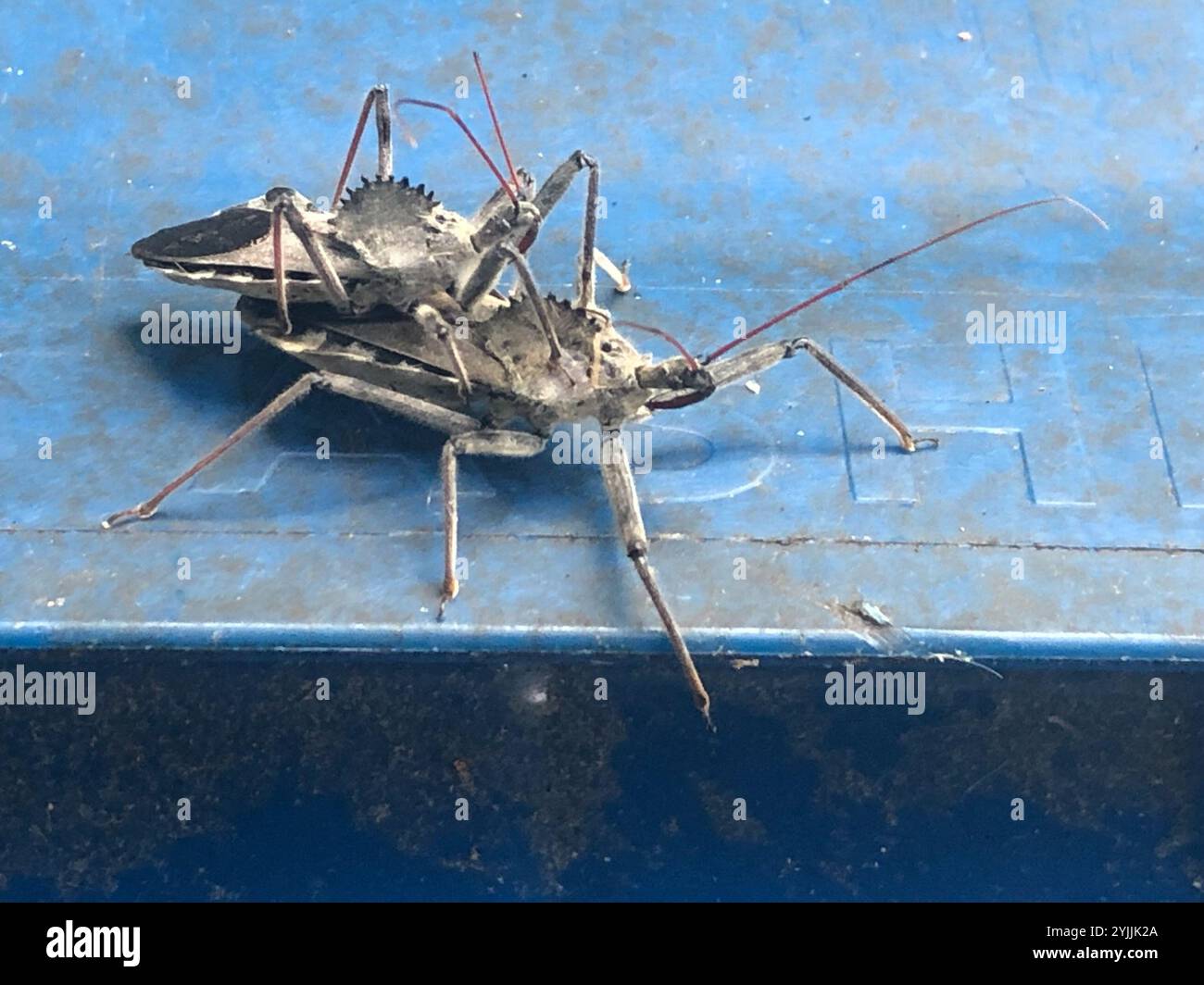 North American Wheel Bug (Arilus cristatus Stock Photo - Alamy