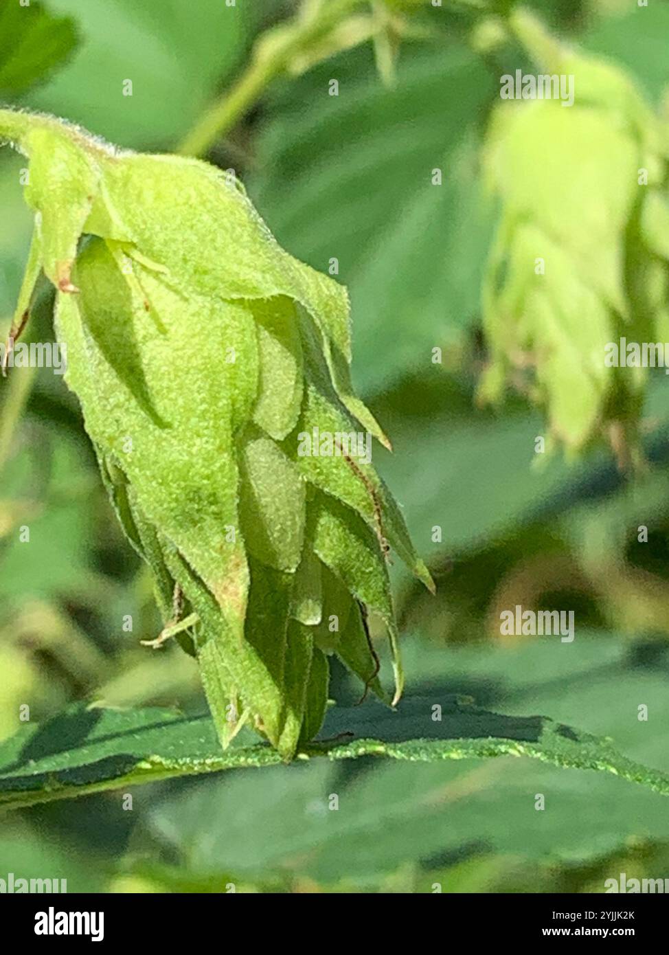 common hops (Humulus lupulus Stock Photo - Alamy