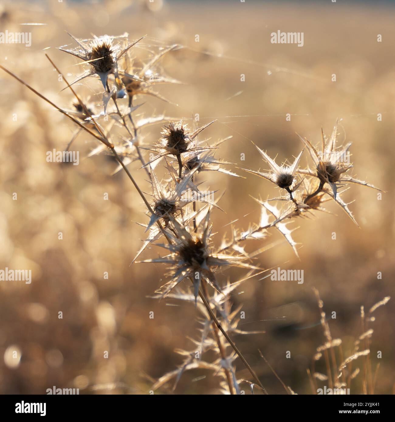 A close-up of a dry yellow thistle plant with white fluffy heads ...