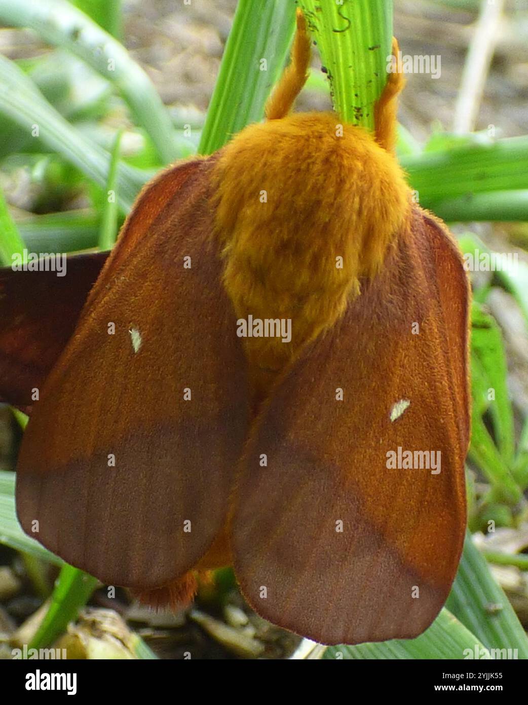 Southern Pink-striped Oakworm Moth (Anisota pellucida Stock Photo - Alamy