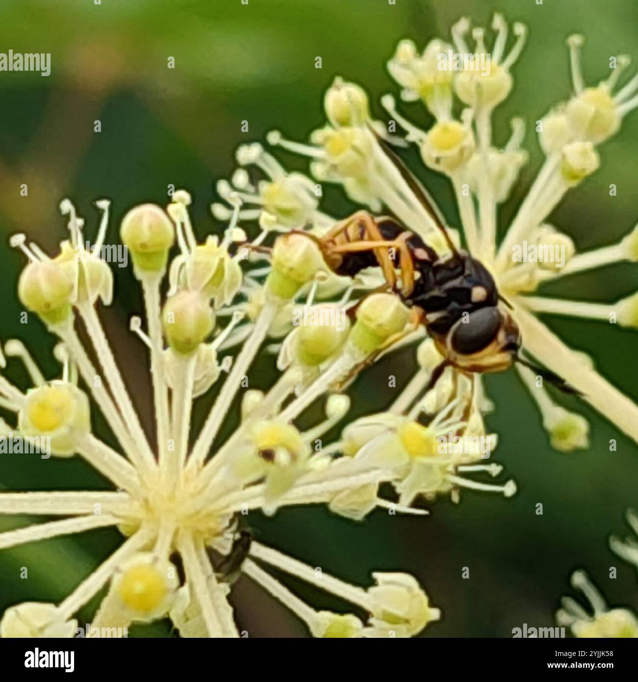 Conops hi-res stock photography and images - Alamy