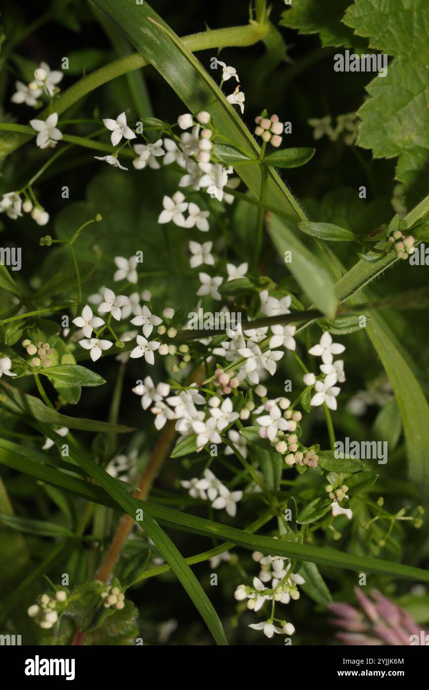 Common Marsh-bedstraw (Galium palustre Stock Photo - Alamy