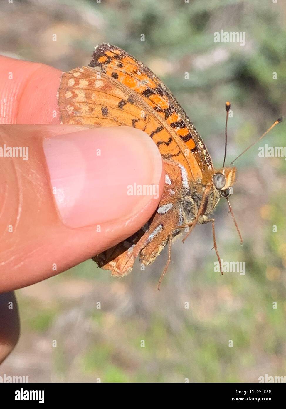 Northwestern fritillary hi-res stock photography and images - Alamy