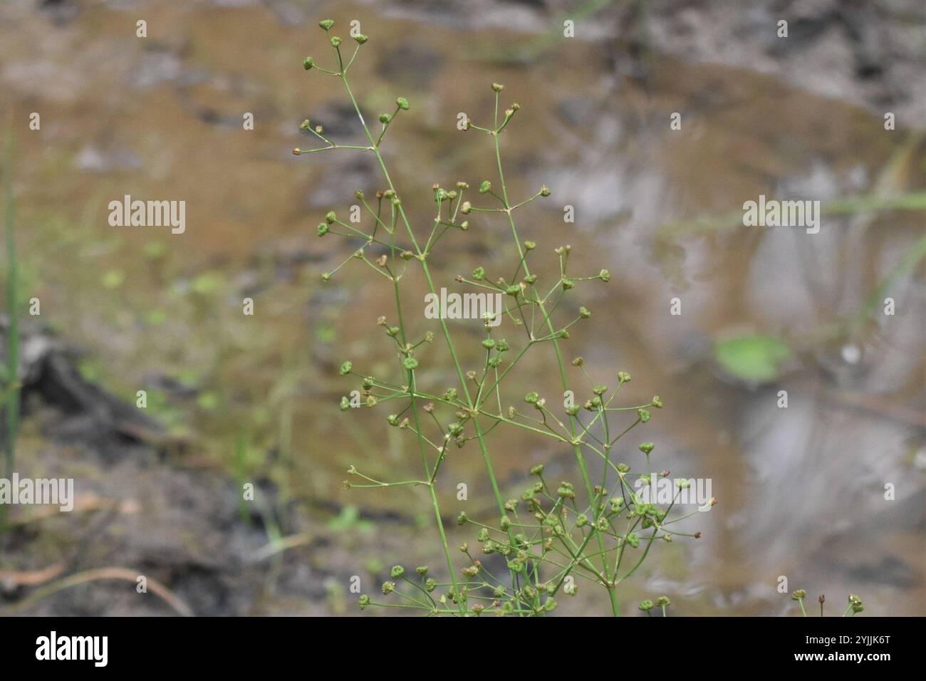 northern water-plantain (Alisma triviale Stock Photo - Alamy