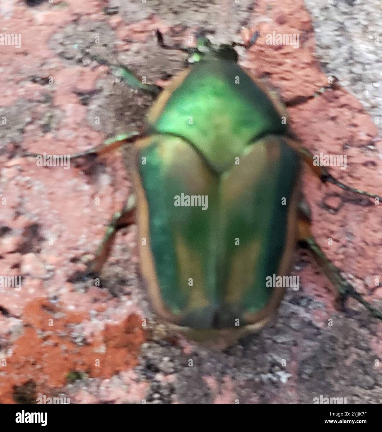 Common Green June Beetle (Cotinis nitida Stock Photo - Alamy
