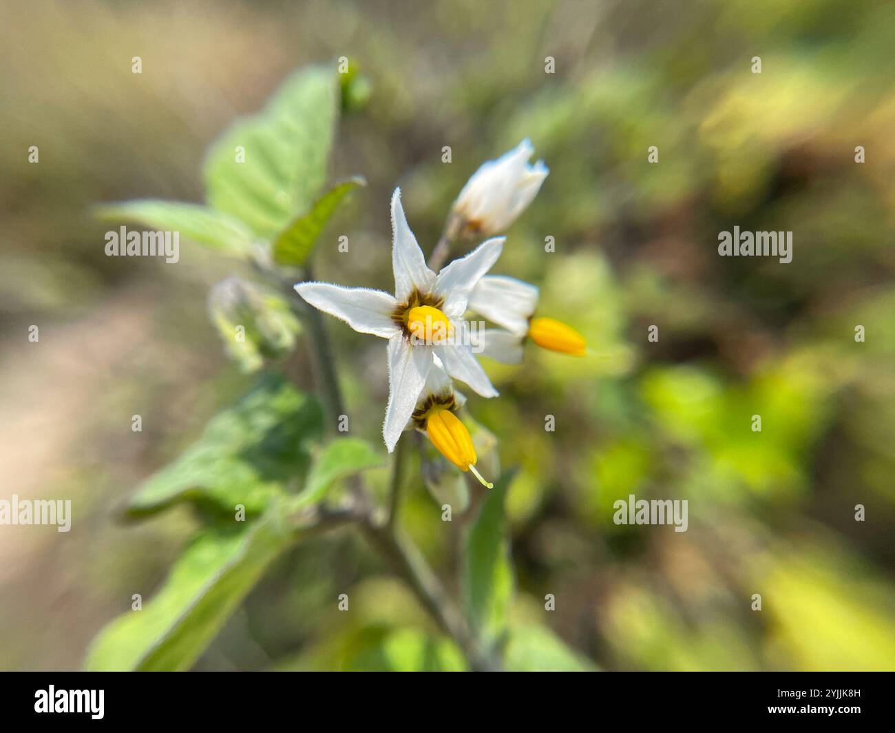 greenspot nightshade (Solanum douglasii Stock Photo - Alamy
