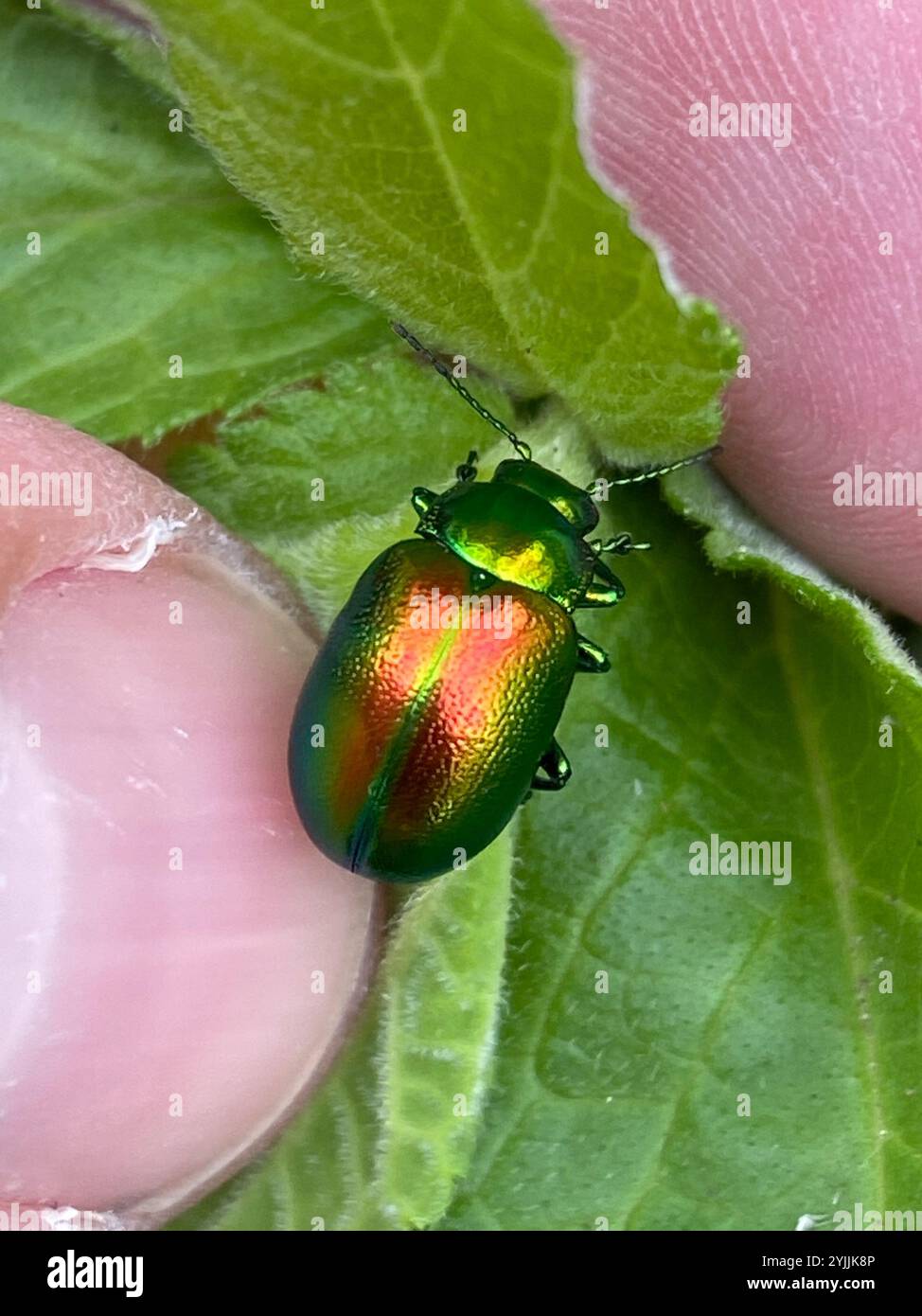 Dead-nettle Leaf Beetle (Fasta fastuosa Stock Photo - Alamy