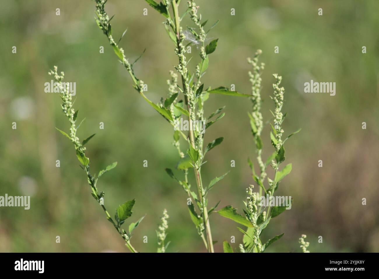 Common Lambsquarters (Chenopodium album Stock Photo - Alamy