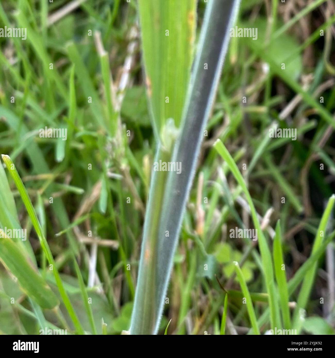 Yorkshire fog (Holcus lanatus Stock Photo - Alamy