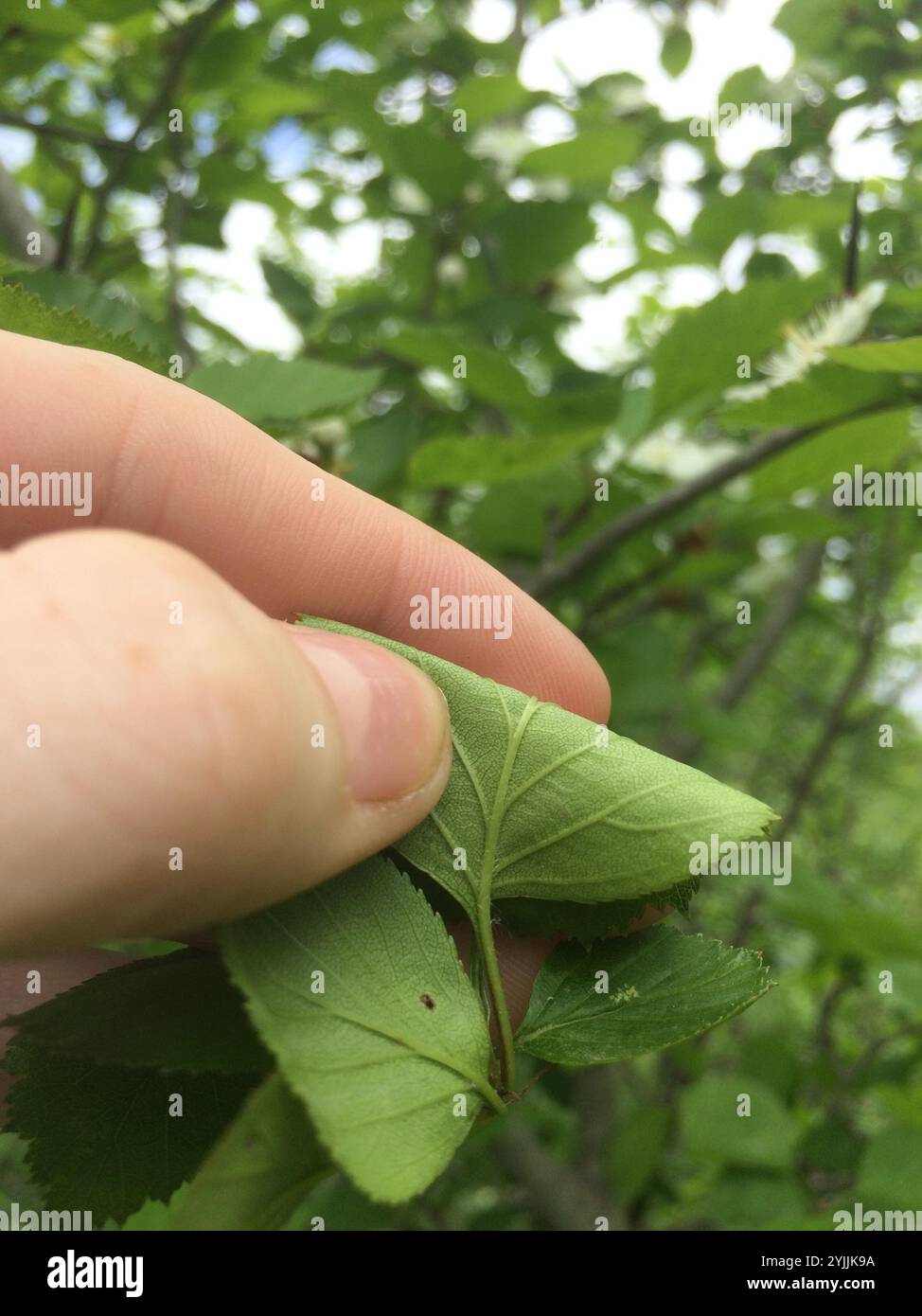 Caughnawaga hi-res stock photography and images - Alamy