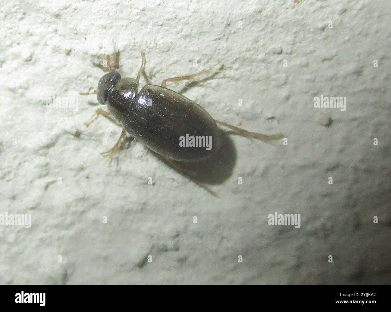 Berosus hi-res stock photography and images - Alamy