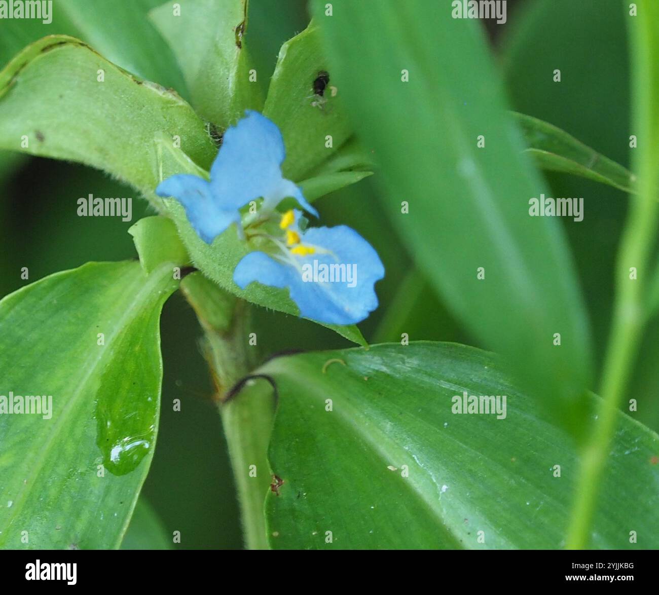 Virginia Dayflower (Commelina virginica Stock Photo - Alamy