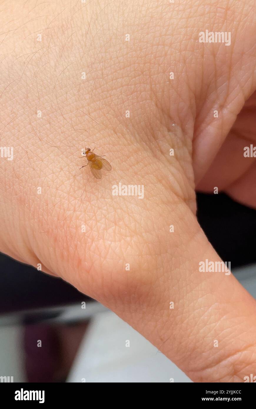 Shoot Flies (Atherigona Stock Photo - Alamy