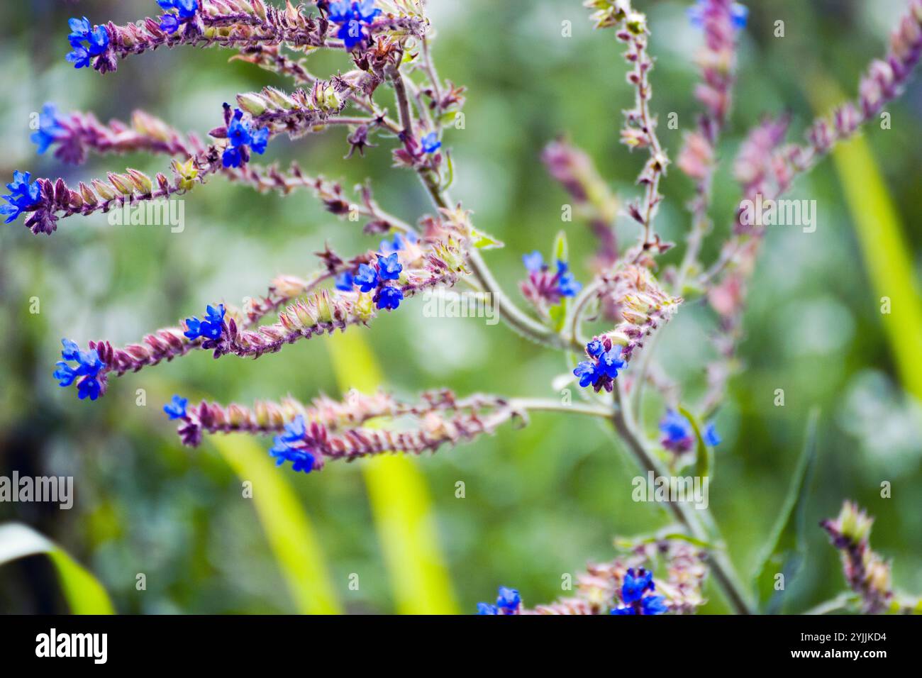 Anchusa officinalis, aka common bugloss, alkanet, is a species of ...