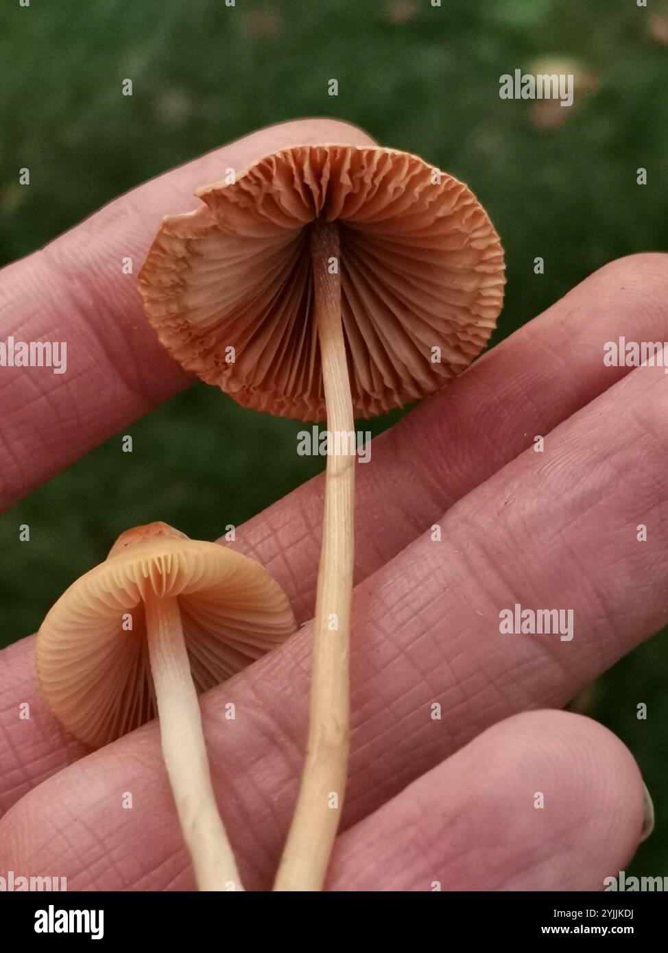 milky conecap (Conocybe apala Stock Photo - Alamy