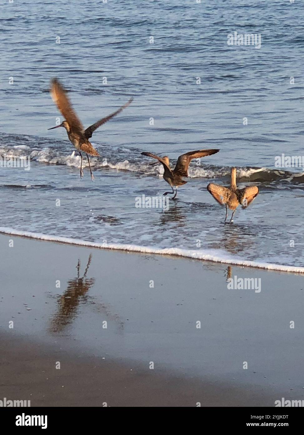 Marbled Godwit (Limosa fedoa Stock Photo - Alamy