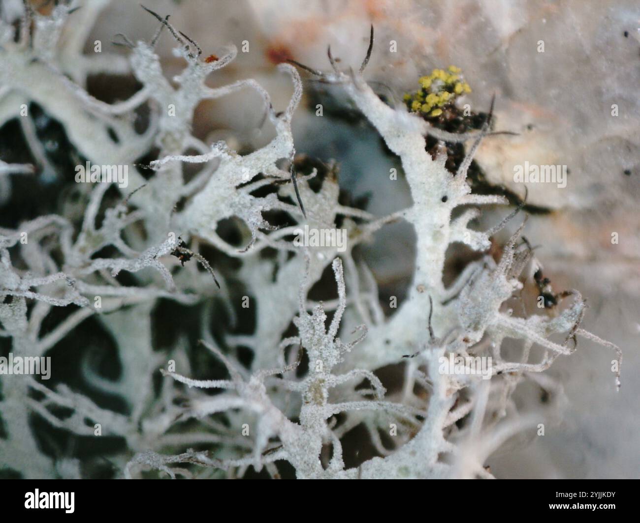 Great Ciliated Lichen (Anaptychia ciliaris Stock Photo - Alamy