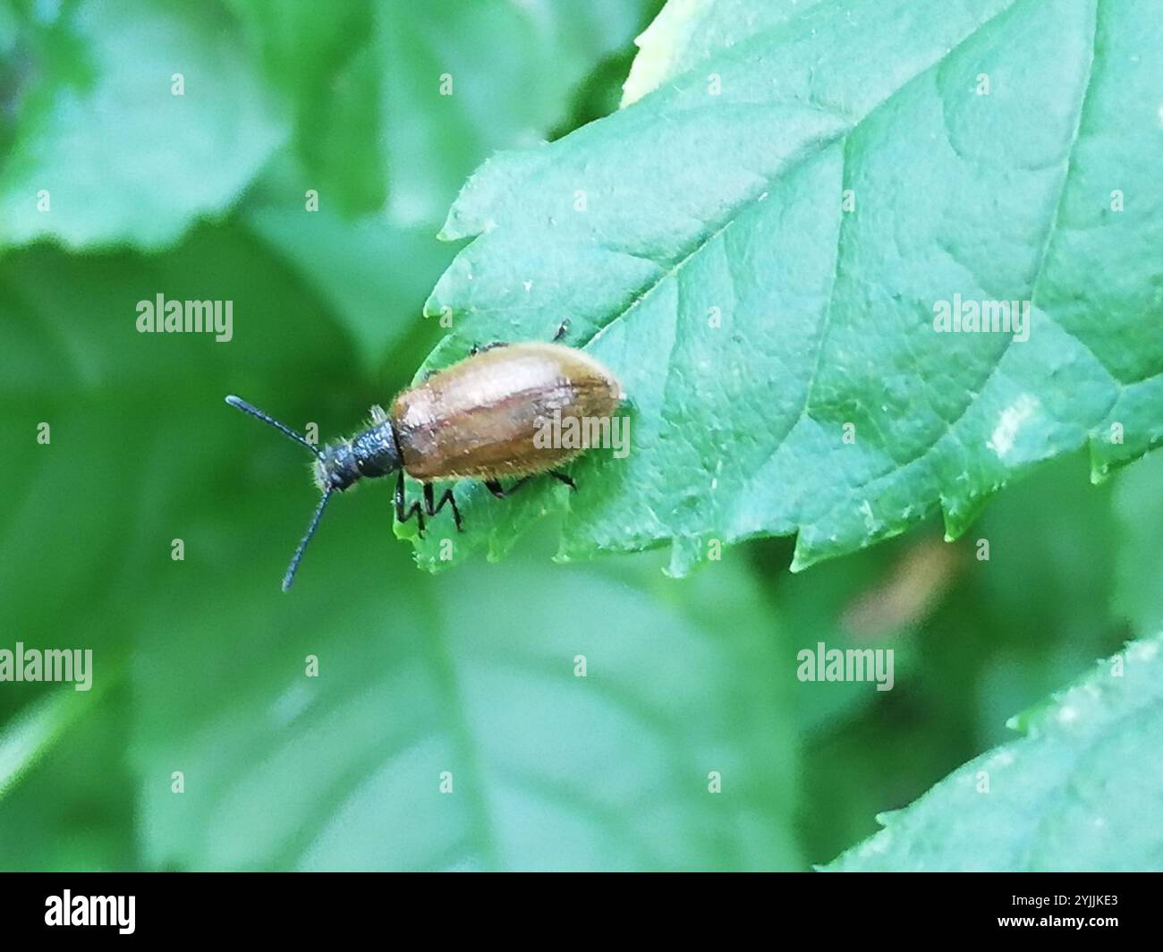 Rough-haired Lagria Beetle (Lagria hirta Stock Photo - Alamy